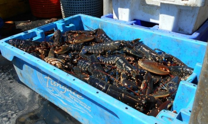 012 Box of lobsters | West of Morecambe Fisheries